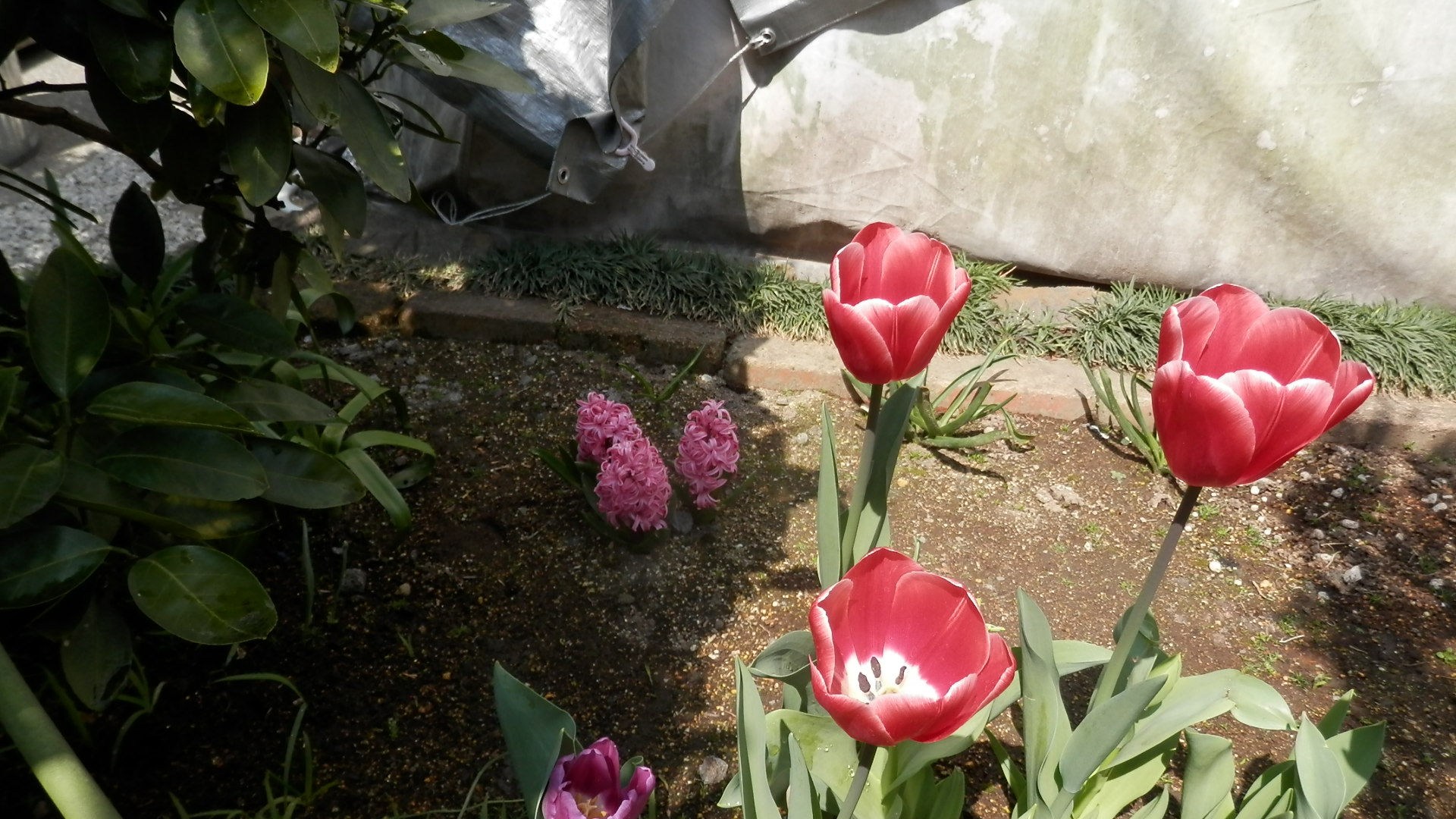 OLYMPUS DIGITAL CAMERA | misagoのページ