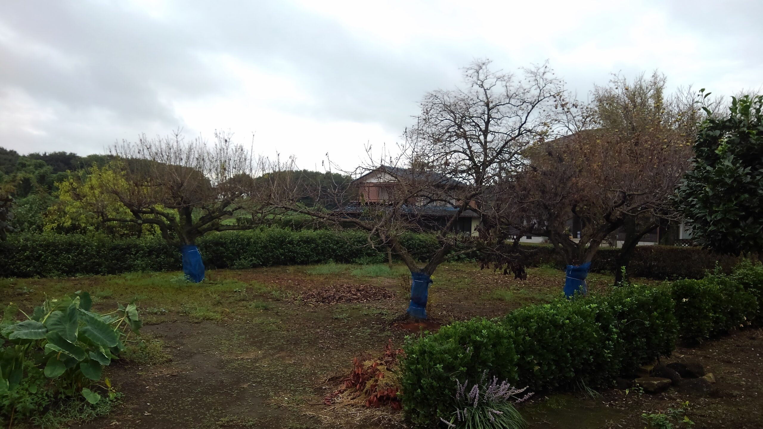 KIMG3986 | misagoのページ