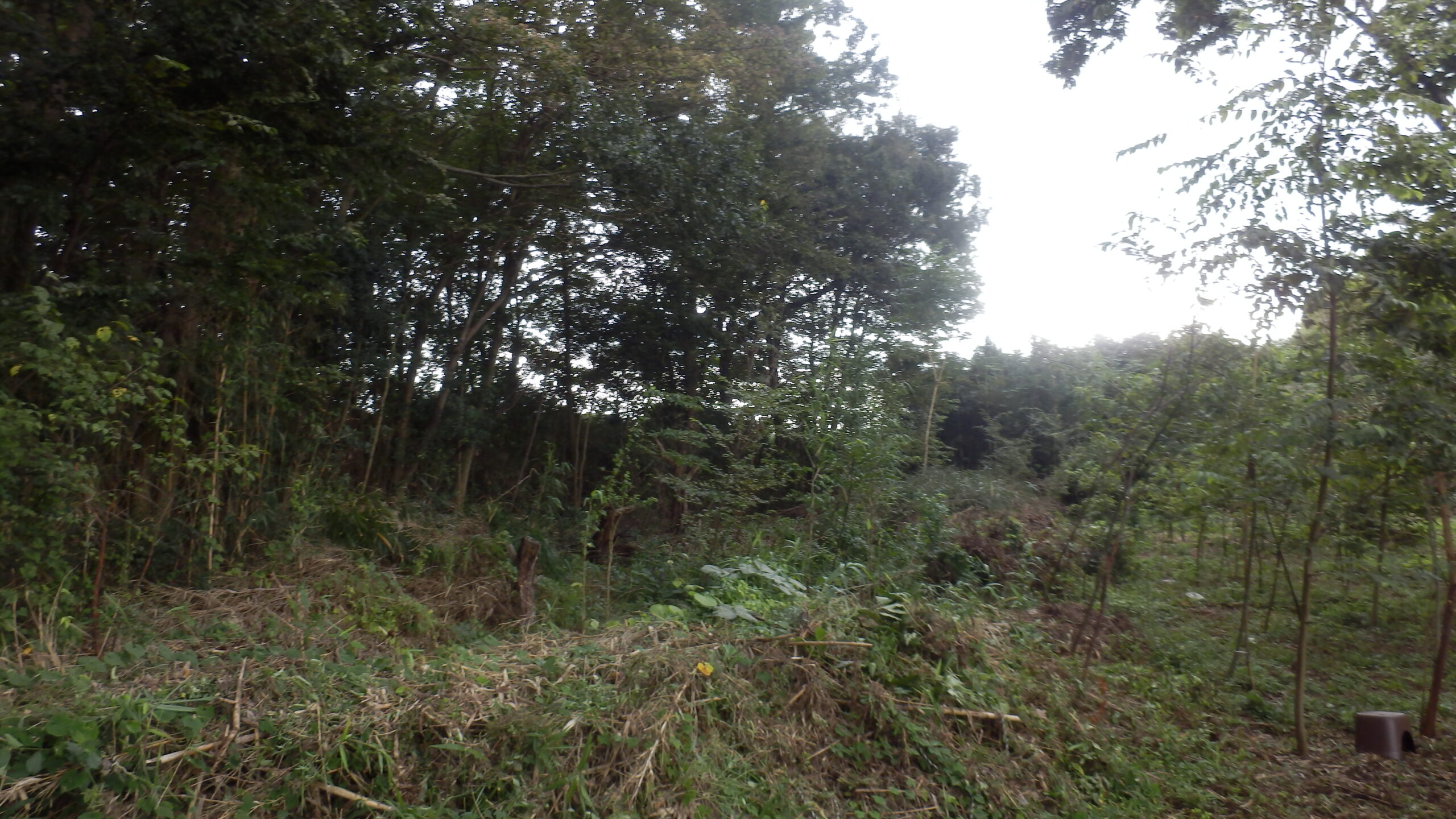 OLYMPUS DIGITAL CAMERA | misagoのページ