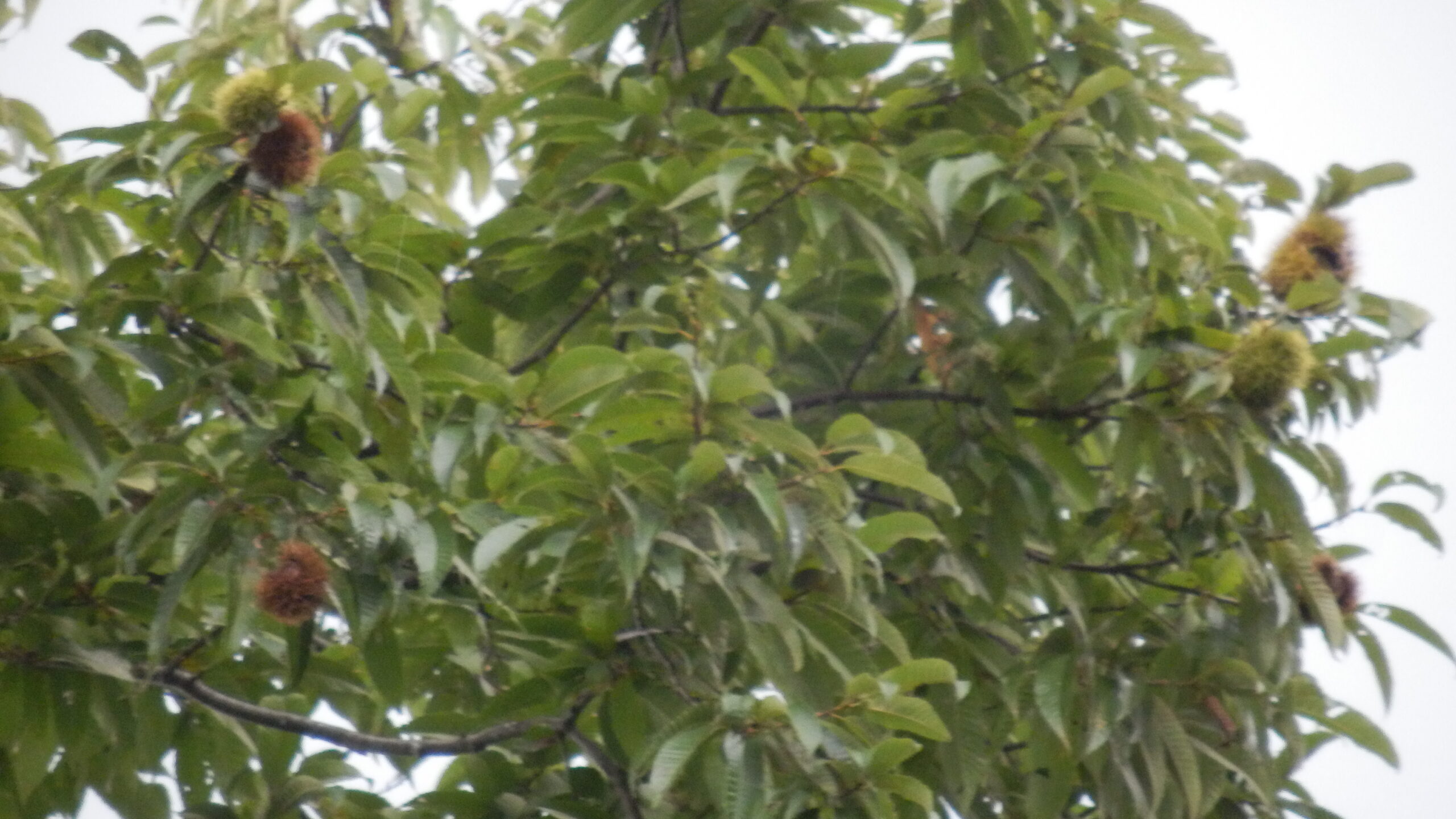 OLYMPUS DIGITAL CAMERA | misagoのページ